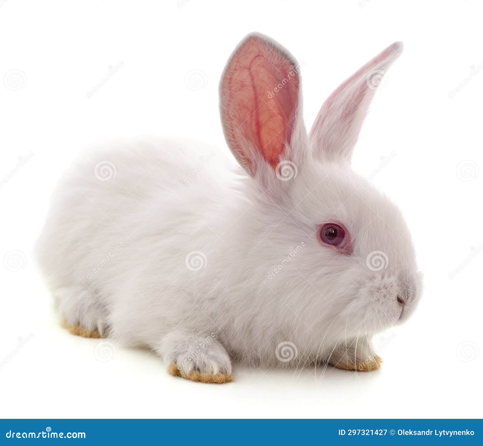 One white rabbit stock image. Image of clean, background - 297321427
