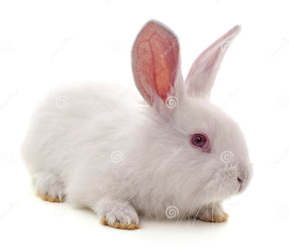 One white rabbit stock image. Image of clean, background - 297321427