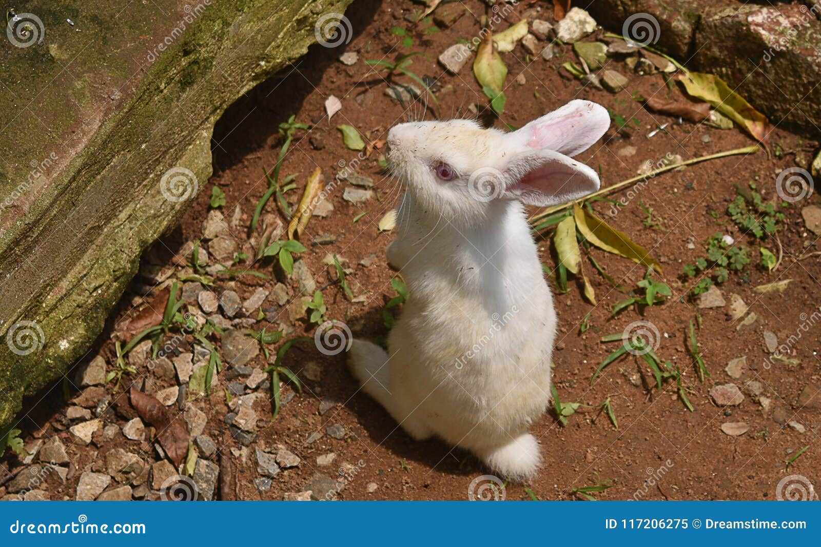 One white rabbit standing stock image. Image of rabbit - 117206275