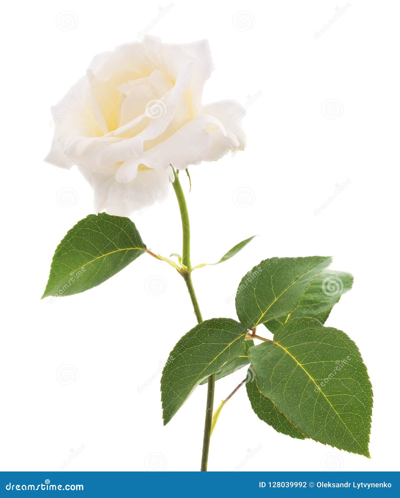 One white rose. stock photo. Image of closeup, rose - 128039992