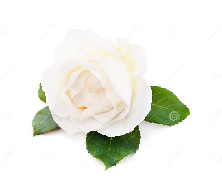 One white rose stock image. Image of leaf, clear, gardening - 198149267