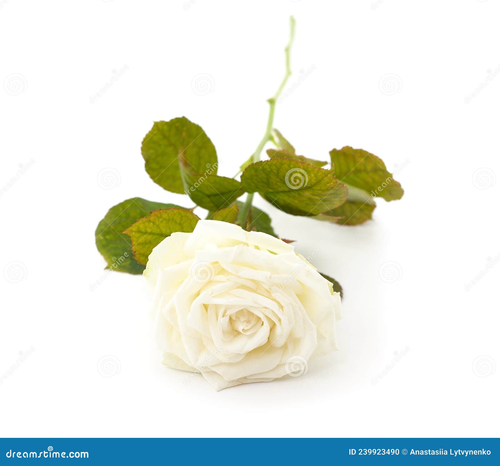 One white rose stock photo. Image of blossom, love, delicacy - 239923490
