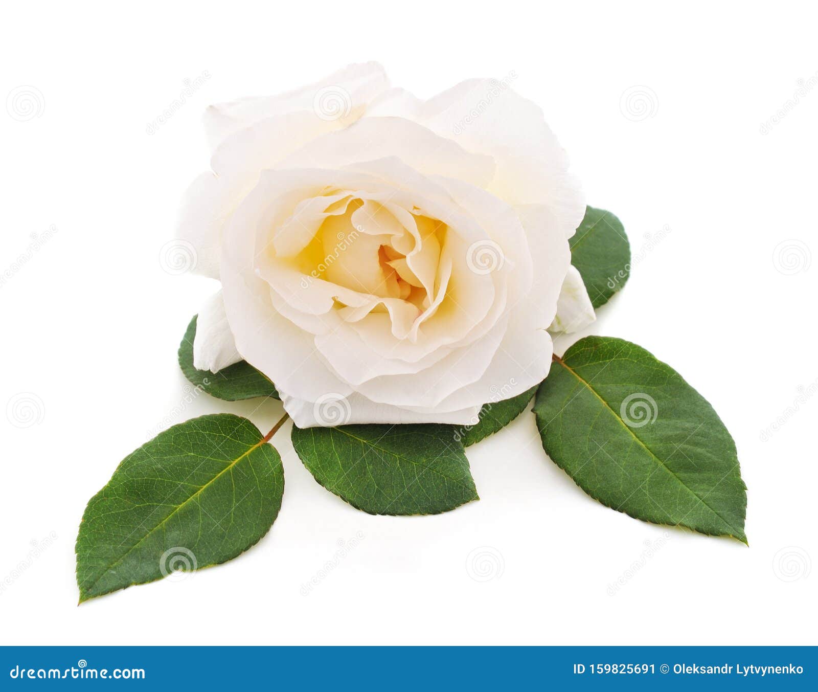 One white rose stock image. Image of bouquet, purity - 159825691