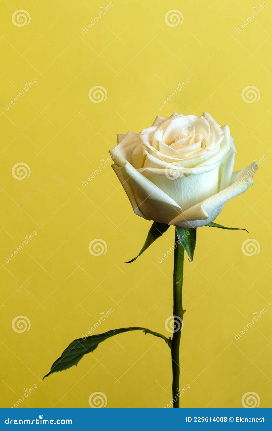 One White Rose on a Yellow Background Stock Photo - Image of blossom ...
