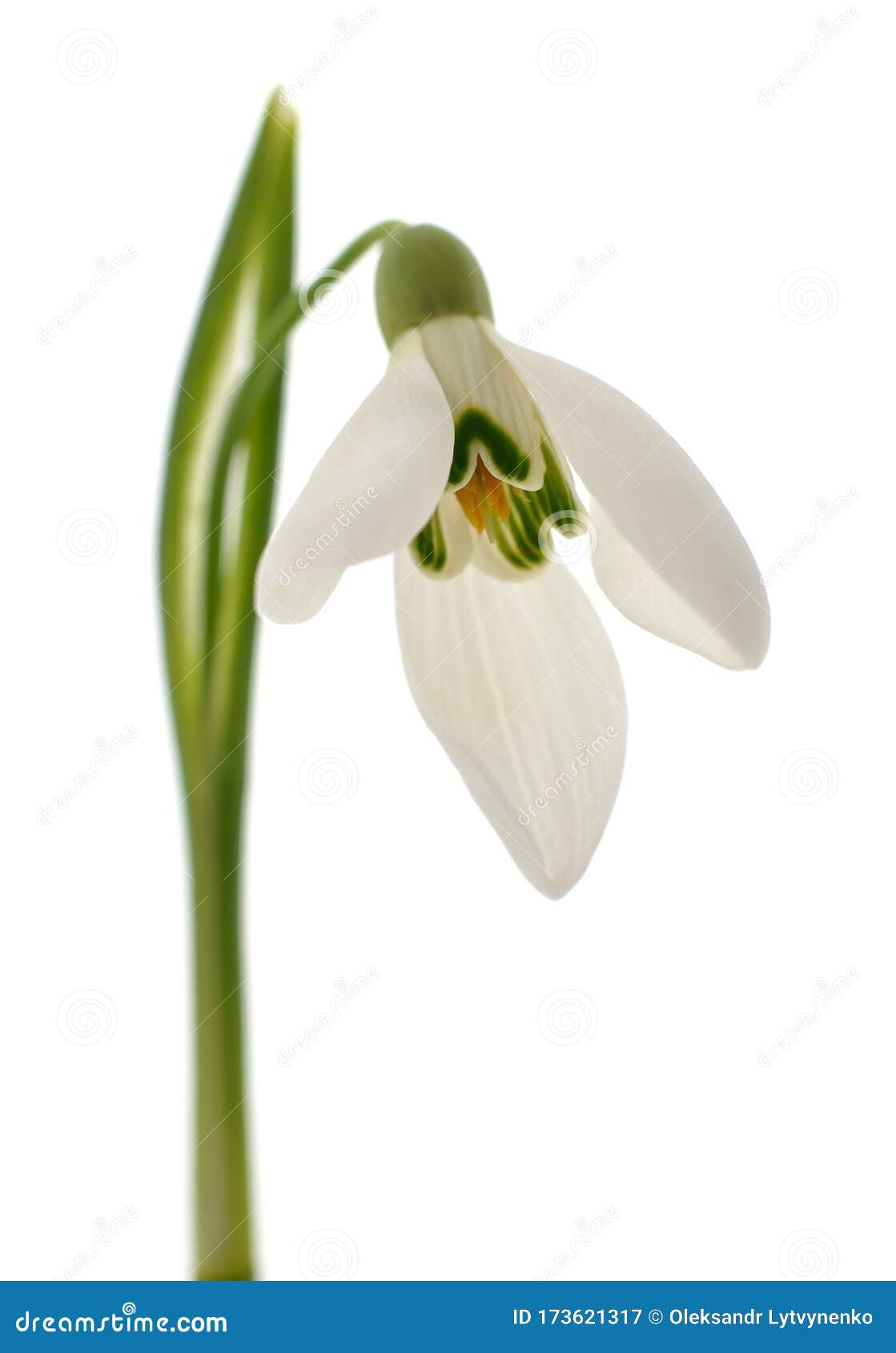 One white snowdrop stock image. Image of closeup, blossom - 173621317