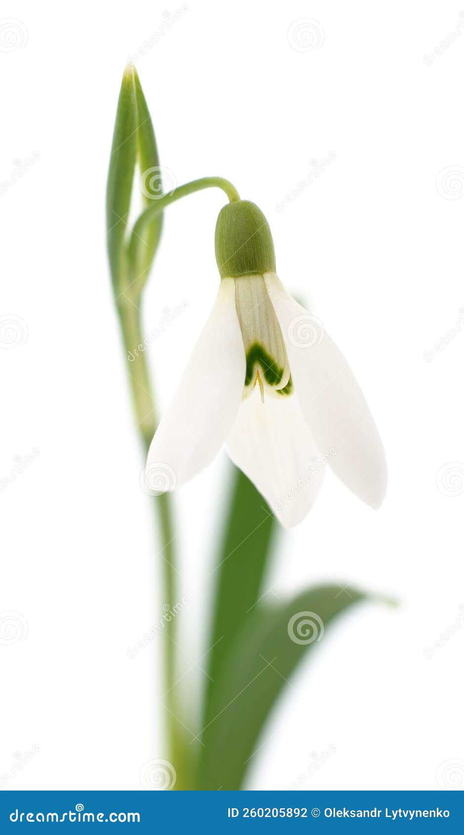 One White Snowdrop with Leaves Stock Photo - Image of leaf, petal ...
