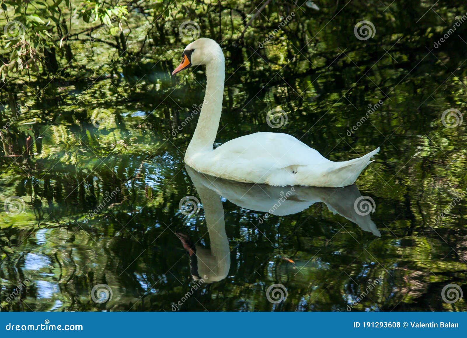 One swan in the lake stock photo. Image of black, pond - 191293608