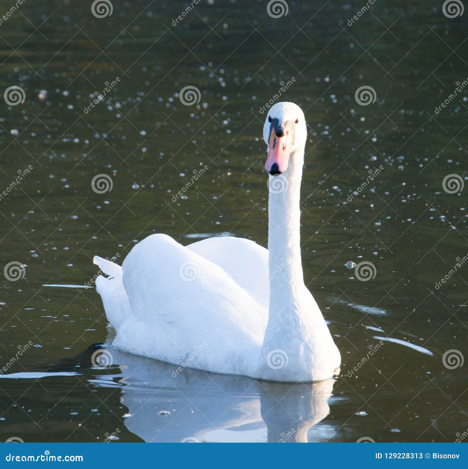 One white swan in the pond stock image. Image of heaven - 129228313