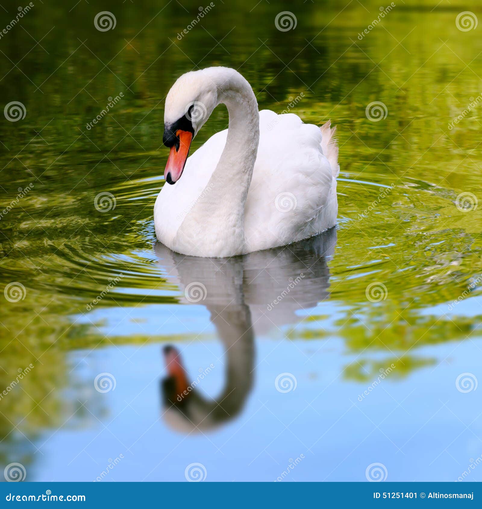 One White Swan Portrait in the Wild, Reflection on the Water Stock ...