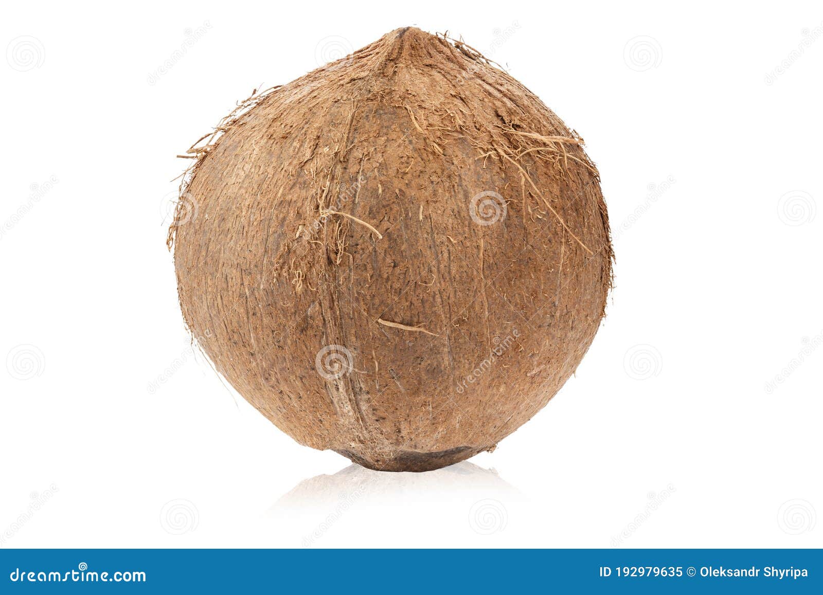 One whole coconut isolated stock image. Image of coco - 192979635