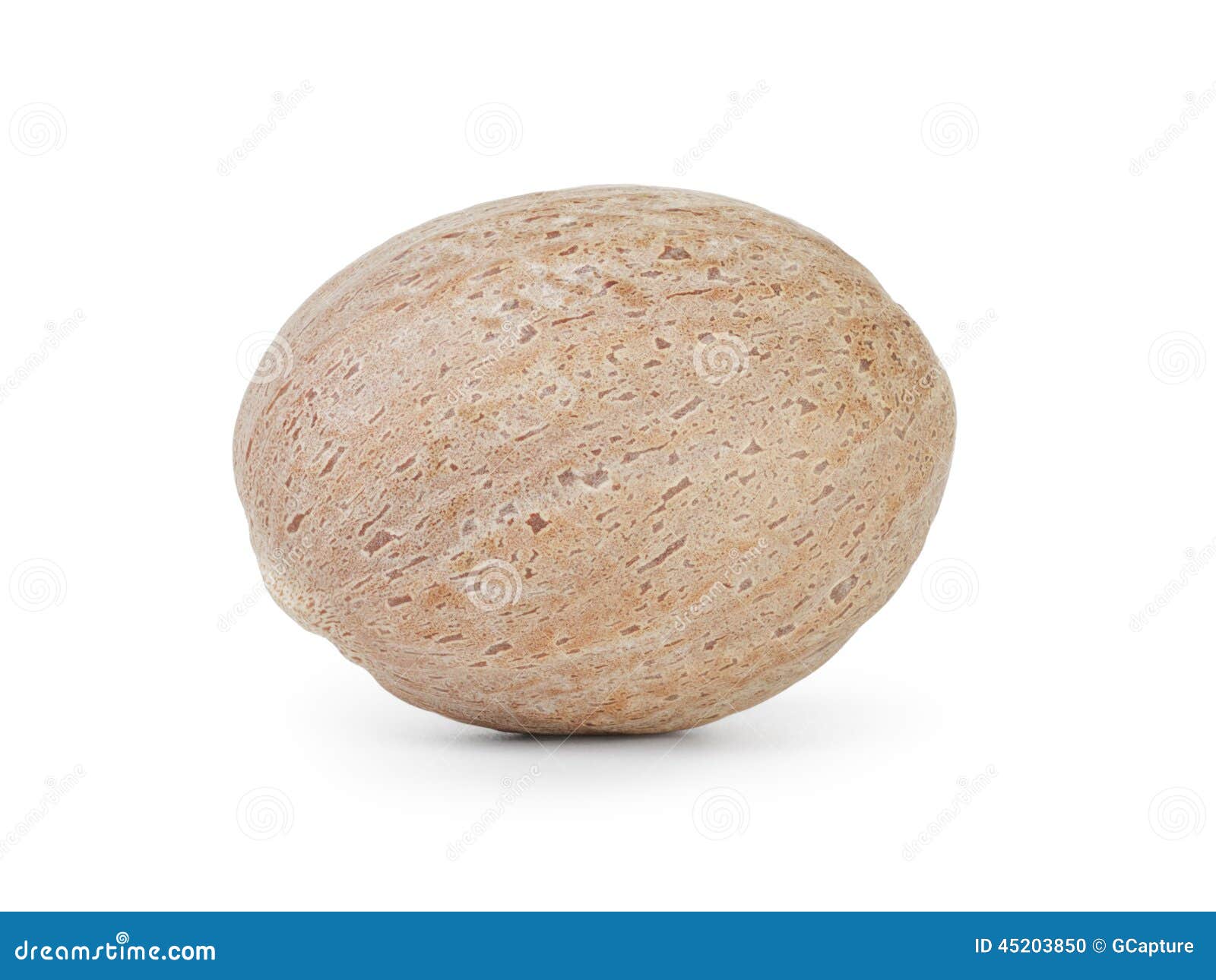 One whole dried nutmeg stock photo. Image of macro, flavor - 45203850