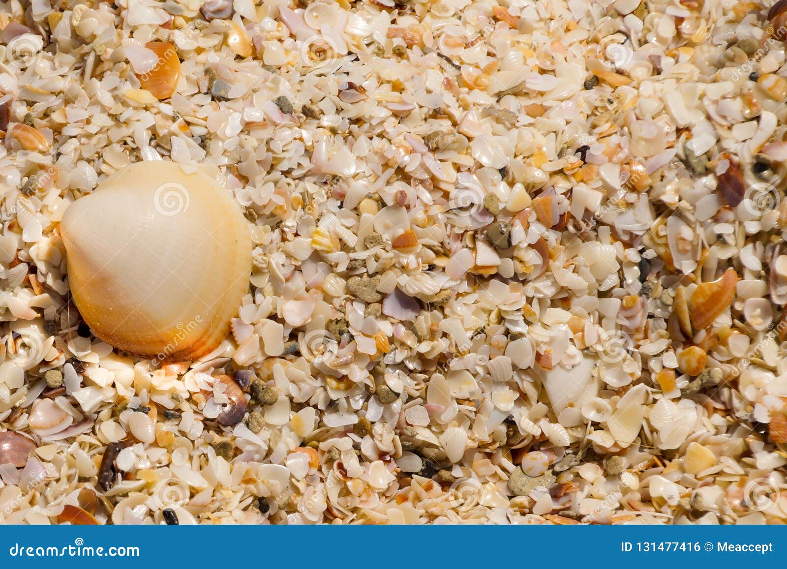 One Whole Seashell and is a Lot of Splinters of Sea Shells Stock Photo ...