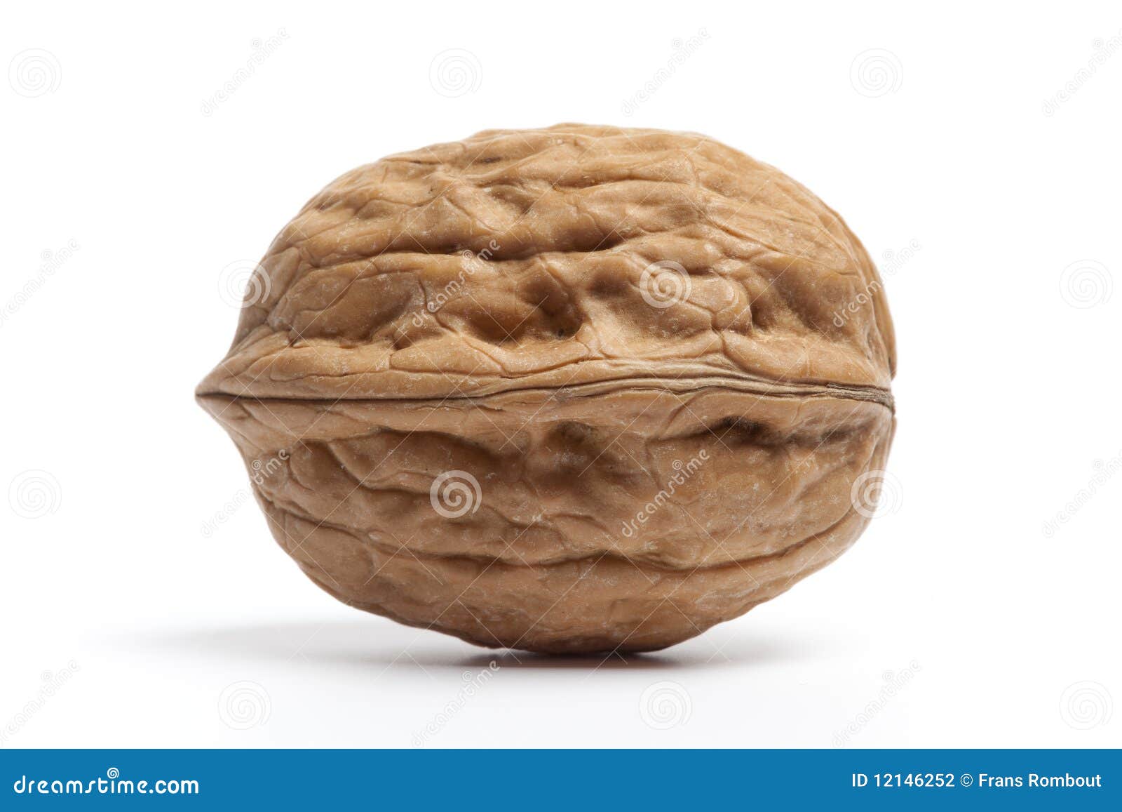 One whole single Walnut stock photo. Image of shell, snack - 12146252