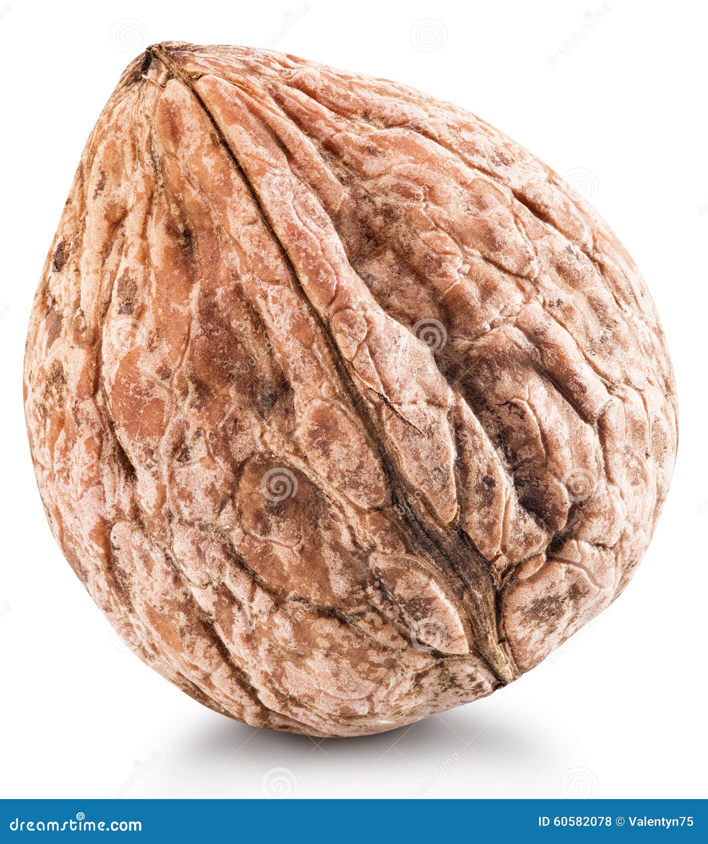 One whole walnut. stock photo. Image of isolated, dried - 60582078