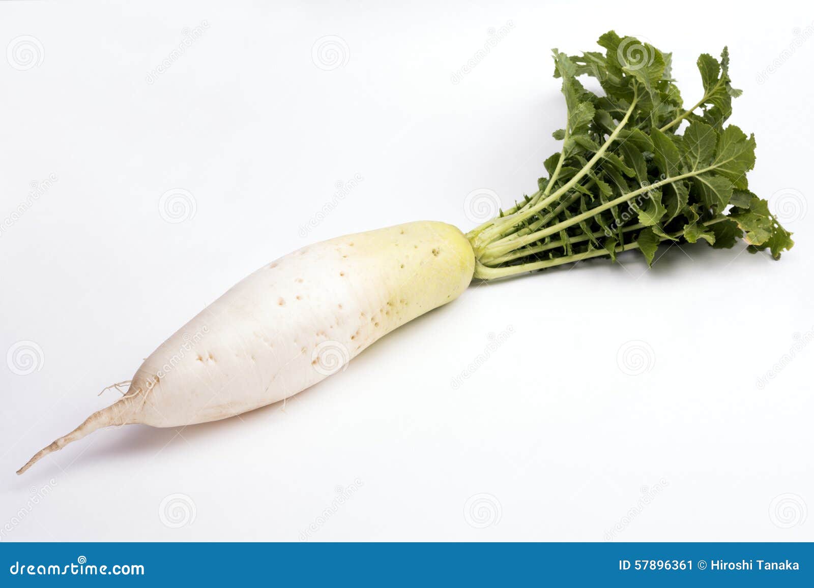 One whole white radish stock image. Image of japan, harvest - 57896361