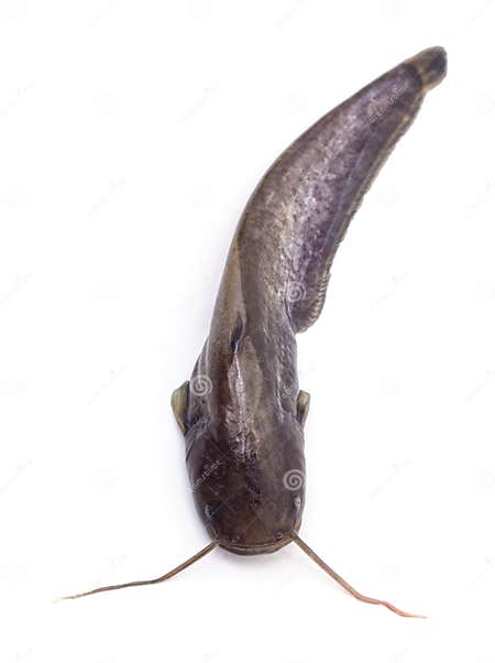 One wild catfish stock image. Image of mustache, white - 273125499