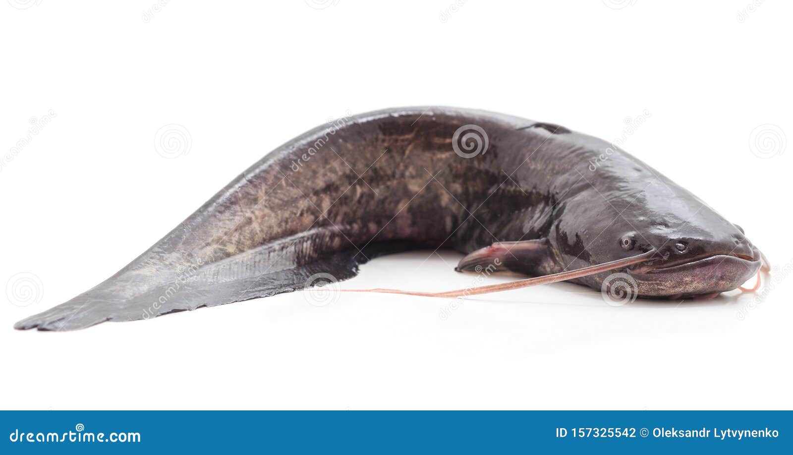 One wild catfish stock photo. Image of wildlife, meat - 157325542