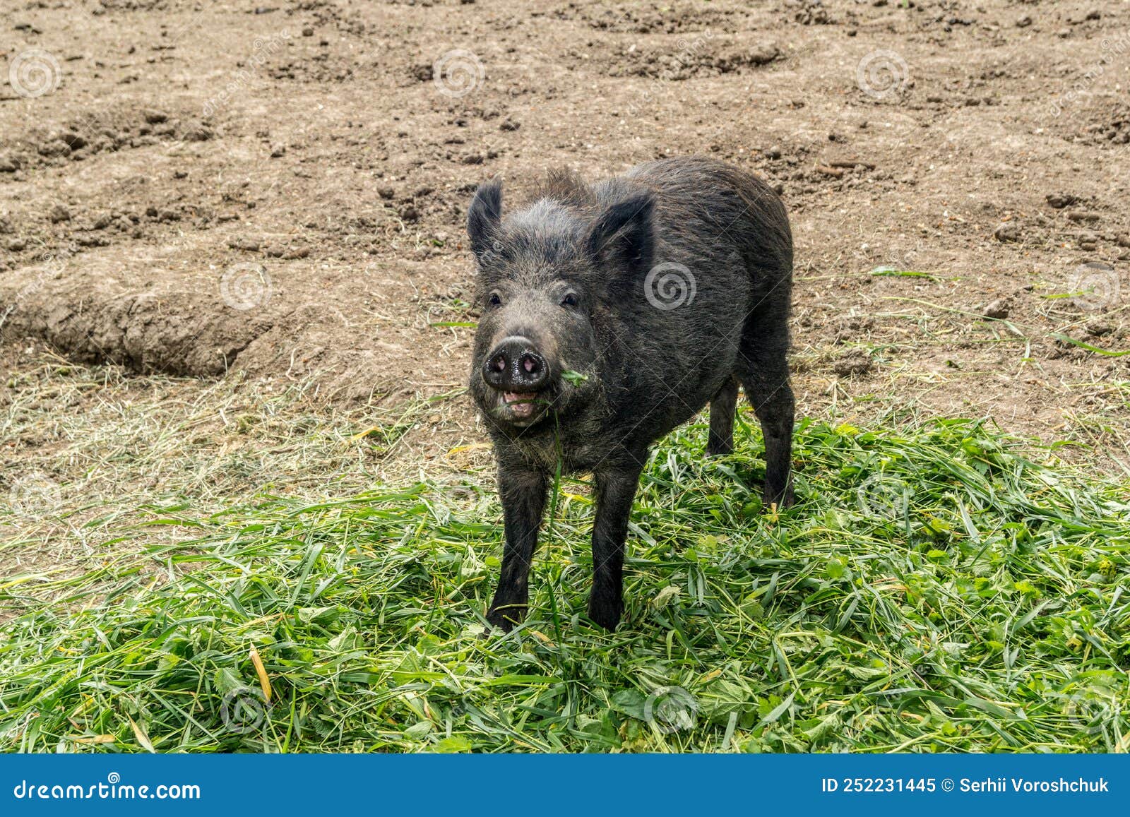 One Wild Pig Eats Green Plucked Grass Stock Image - Image of outdoor ...