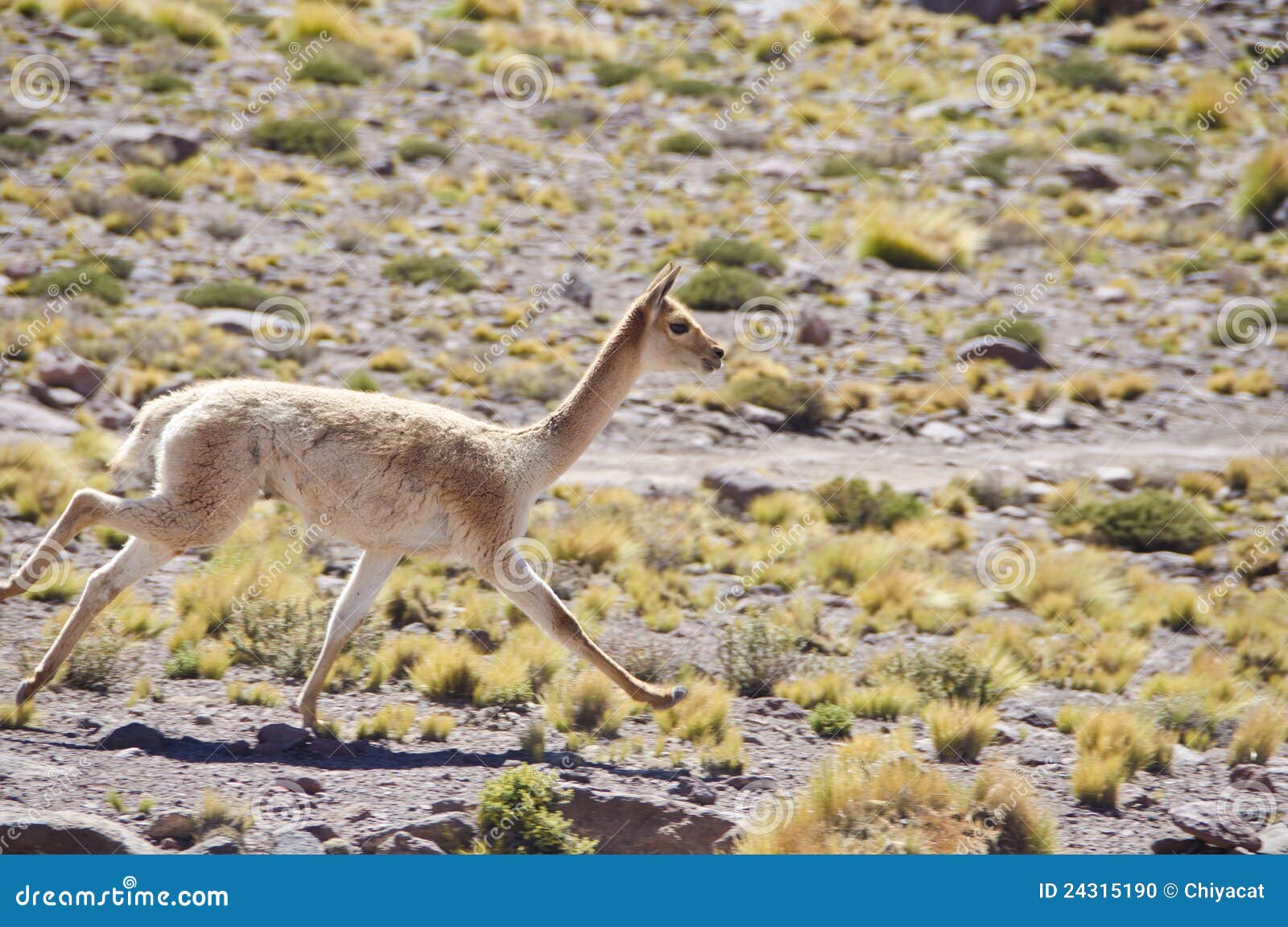 One Wild Vicunas Running stock photo. Image of altiplano - 24315190