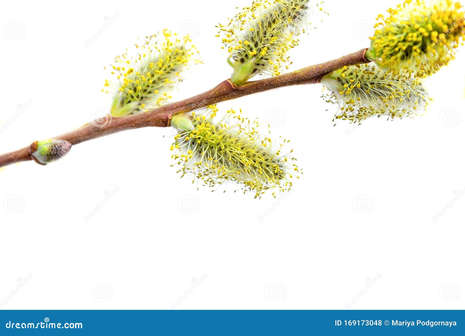 One Willow Branch with Fluffy Buds with Yellow Pollen Isolated on a ...