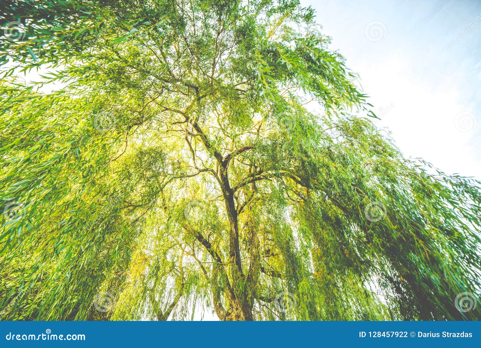 One Willow tree closeup stock photo. Image of plant - 128457922