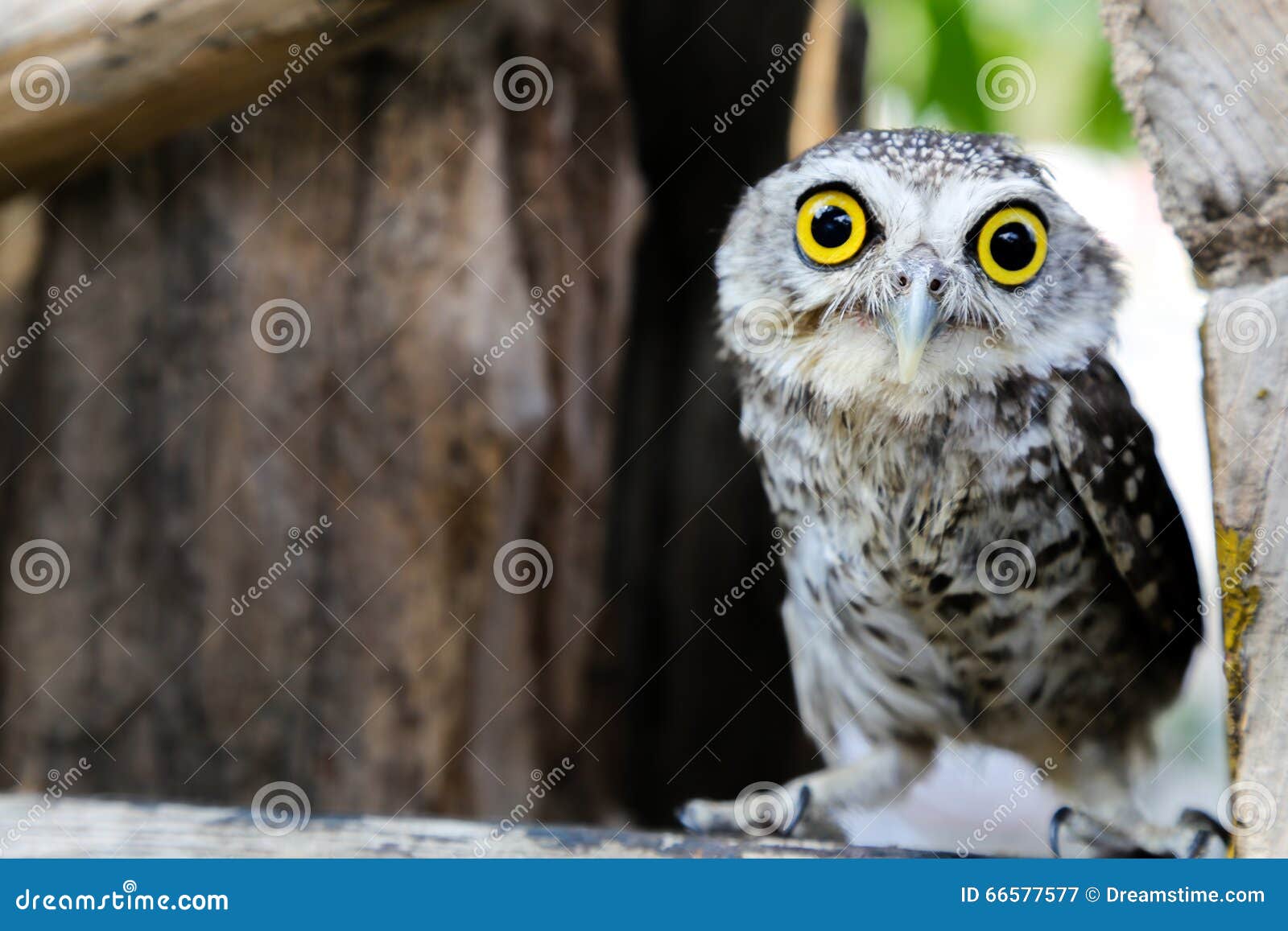 One wing left owl stock image. Image of feather, beak - 66577577