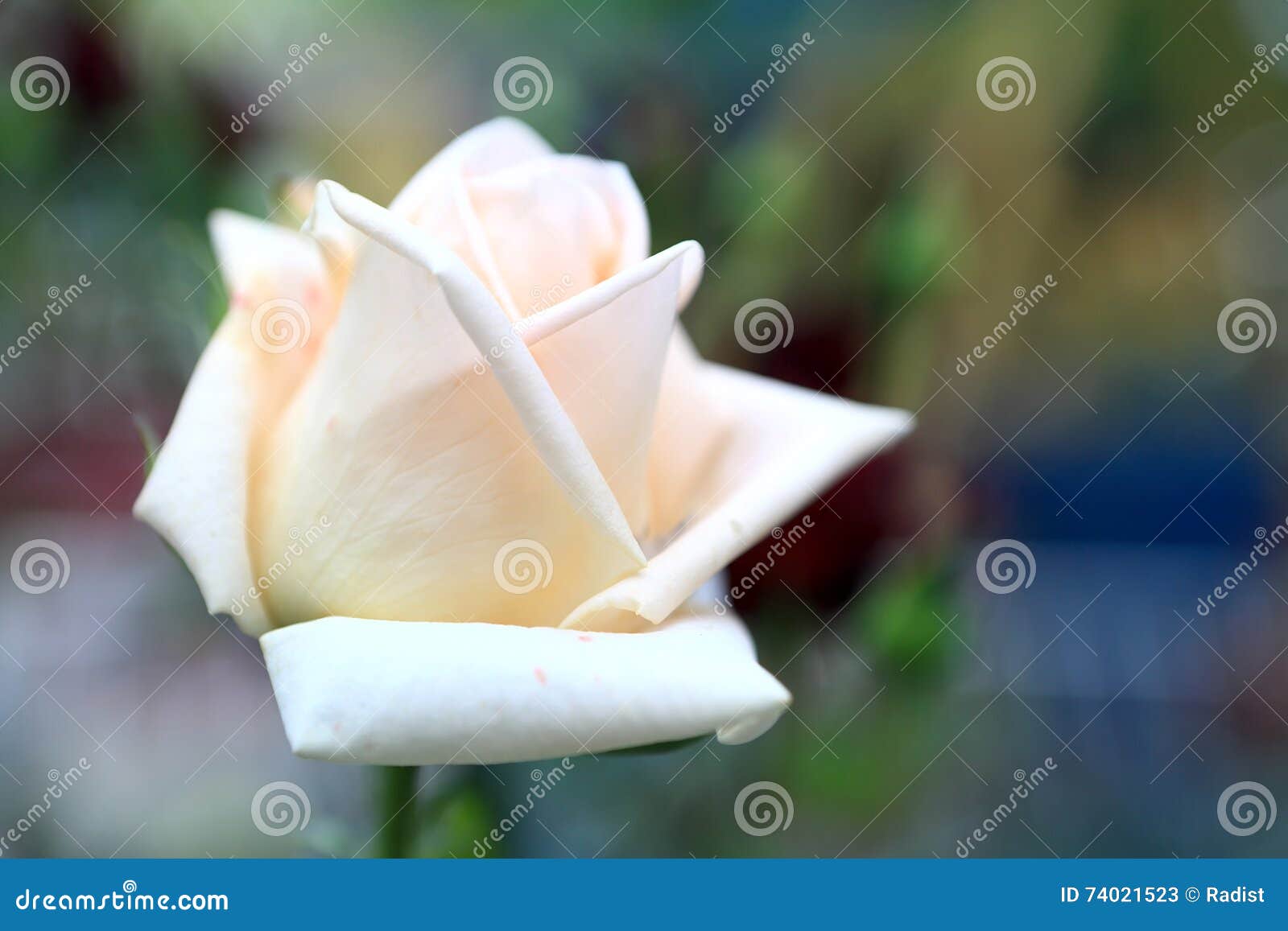 One wite rose stock image. Image of floral, freshness - 74021523