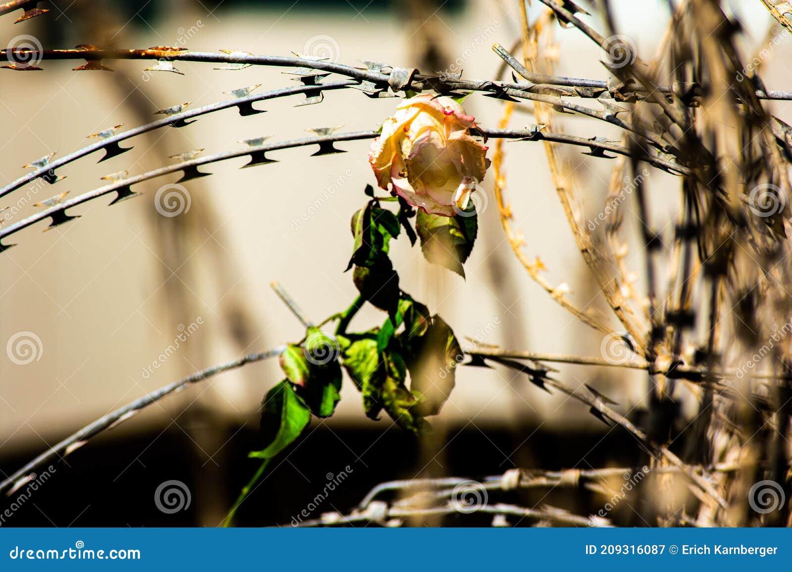Withered Rose Caught in Barb Wire Stock Image - Image of wire, whitered ...