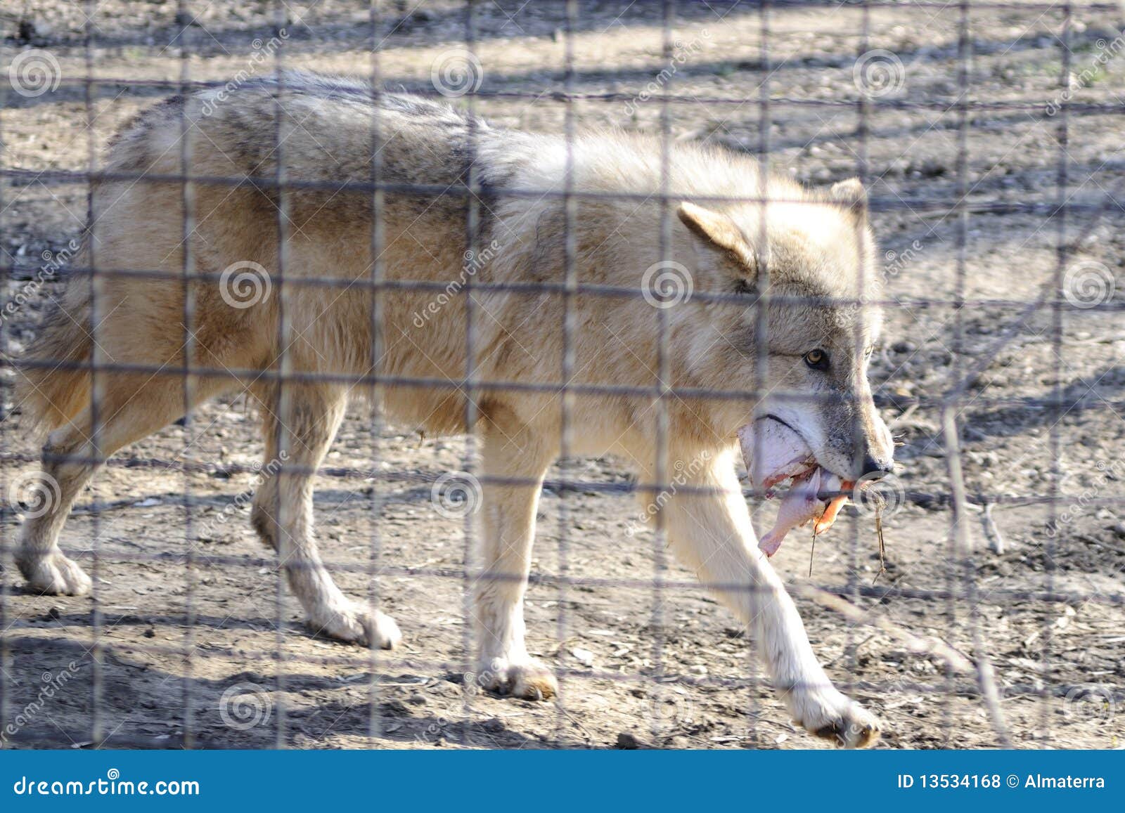 One Wolf Eating Prey in Zoo Stock Photo - Image of captive, wild: 13534168