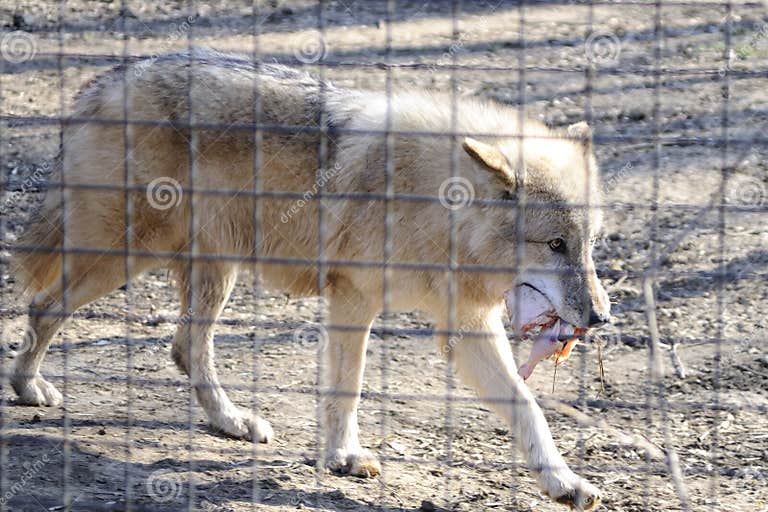 One Wolf Eating Prey in Zoo Stock Photo - Image of captive, wild: 13534168