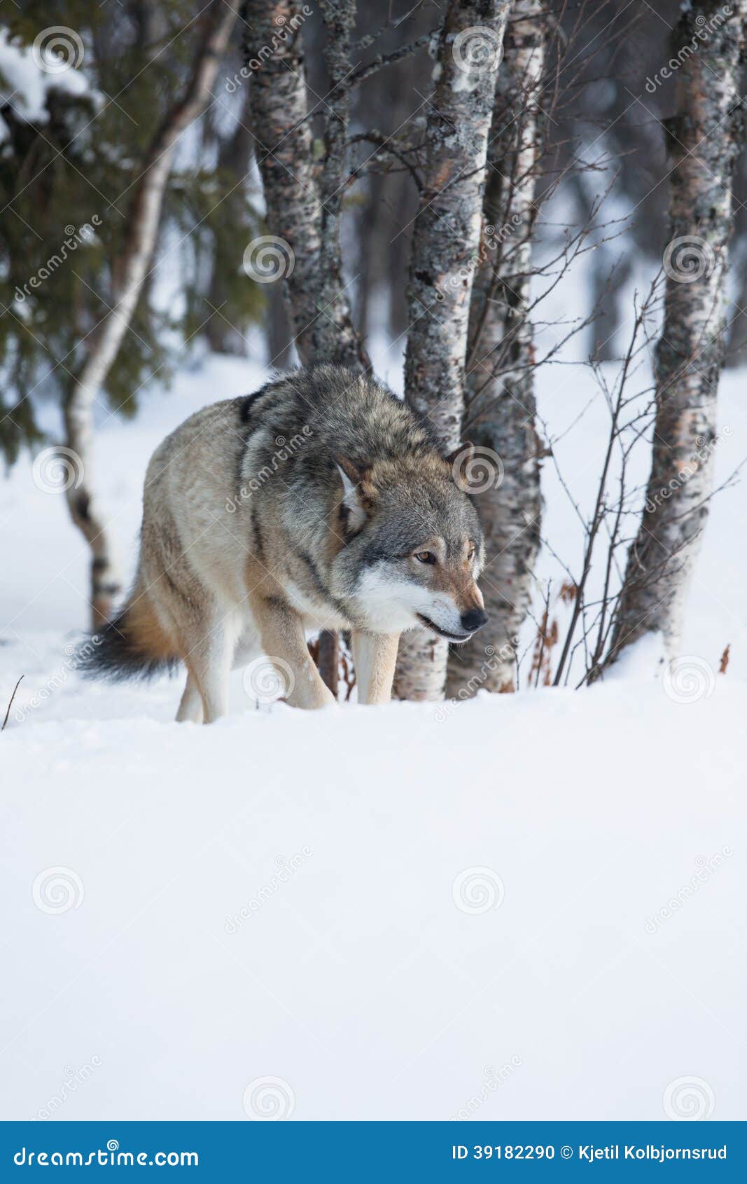 One Wolf Sneaking in the Forest Stock Photo - Image of animals, tiptoe ...