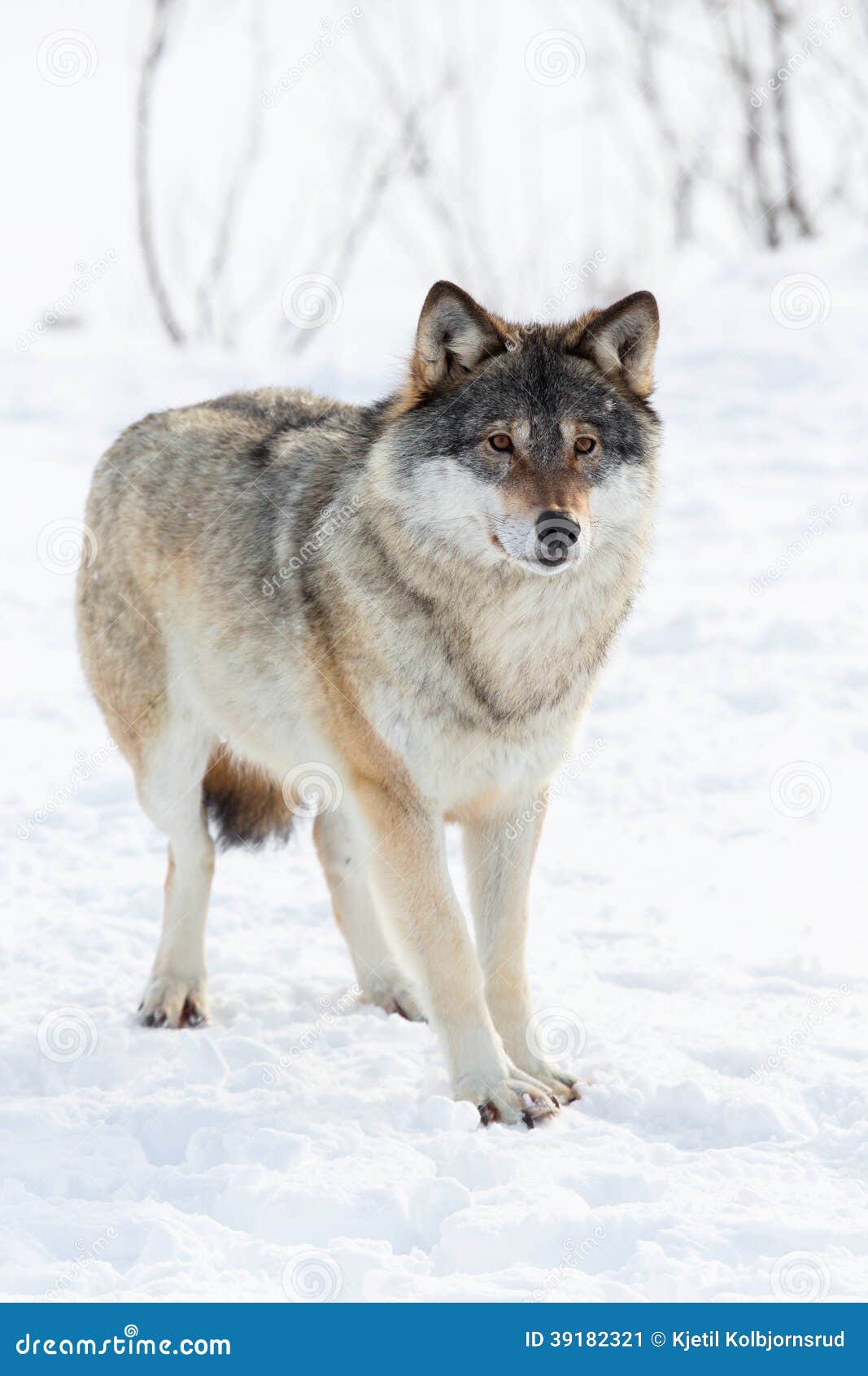 One Wolf Standing in the Snow Stock Image - Image of wild, standing ...