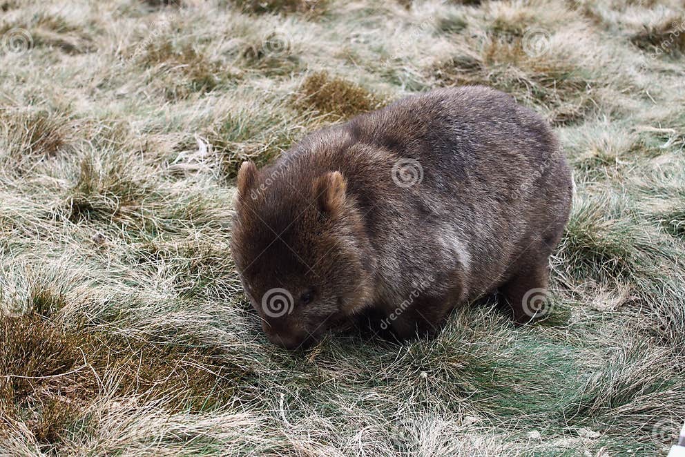 One wombat stock photo. Image of wombats, creature, green - 23345954