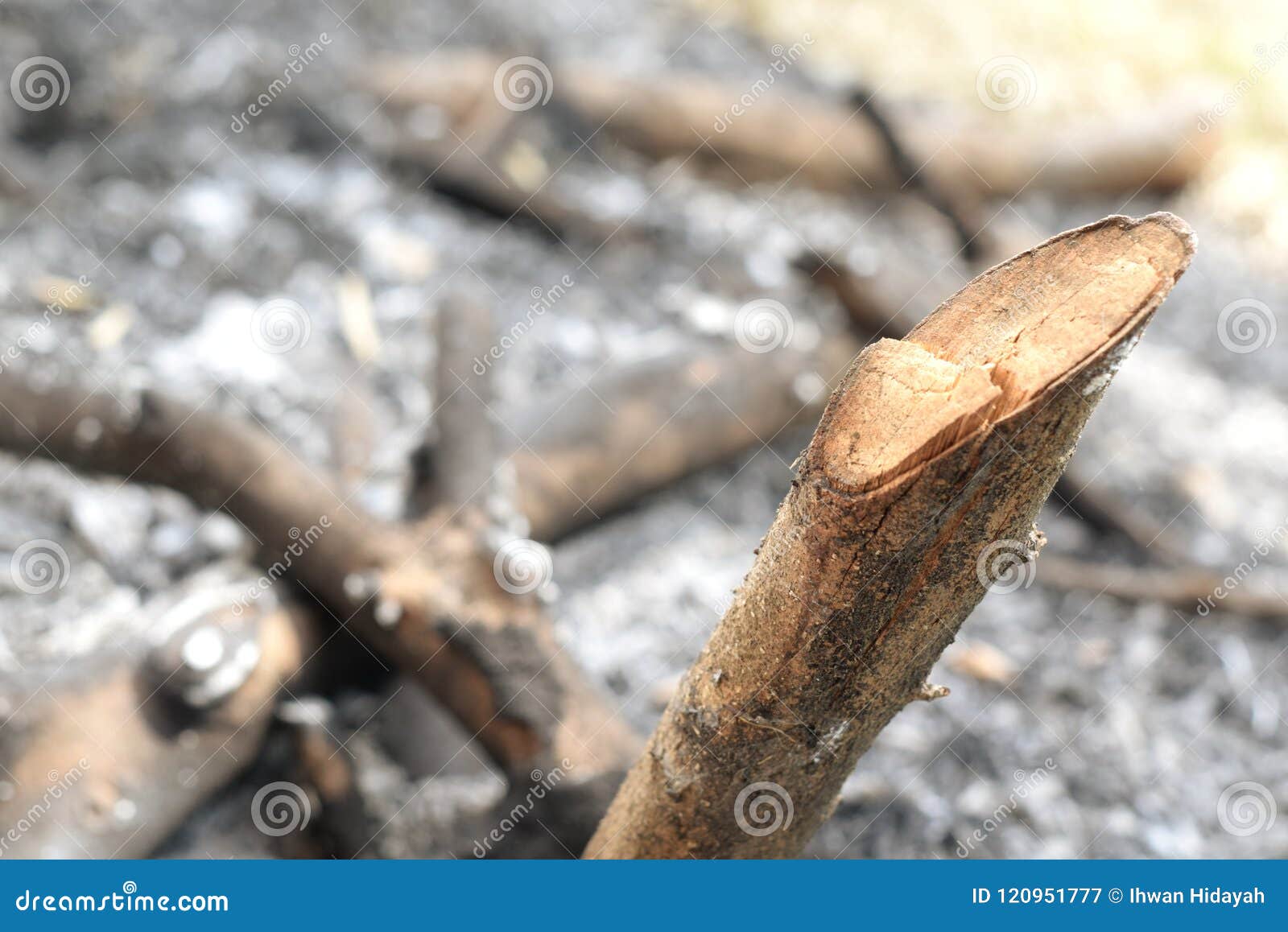 One wood stock image. Image of brown, wood, amazing - 120951777