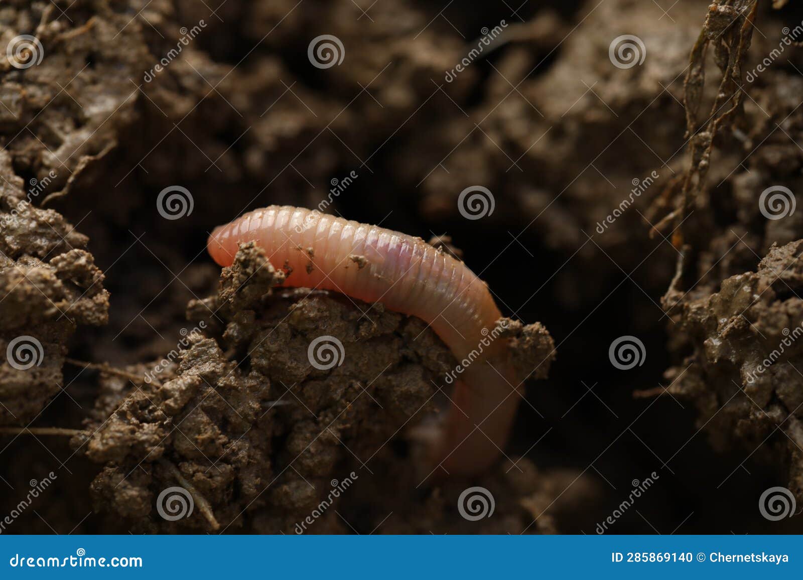 One Worm Crawling in Wet Soil, Closeup Stock Photo - Image of biology ...