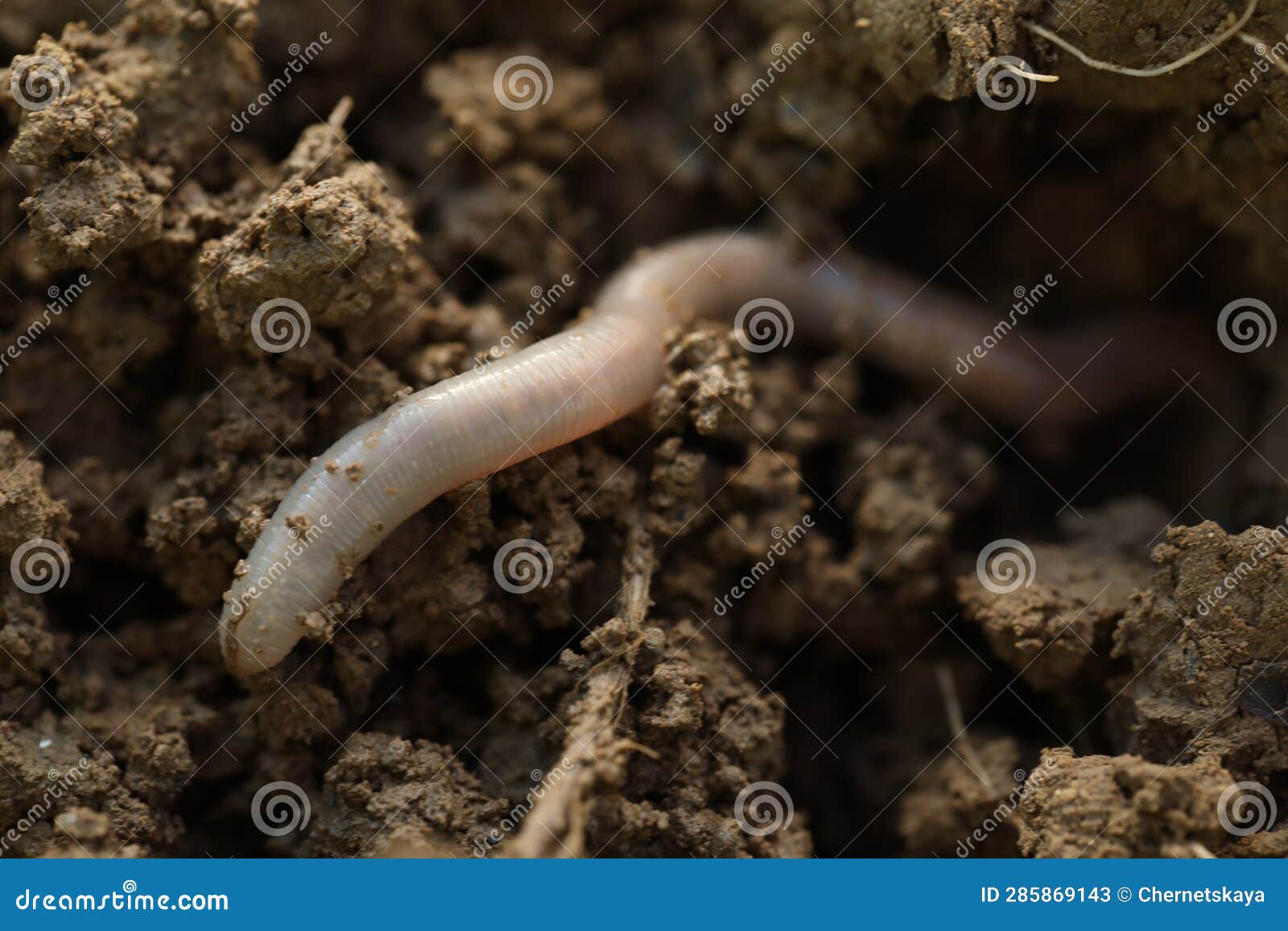 One Worm Crawling in Wet Soil, Closeup Stock Image - Image of ...