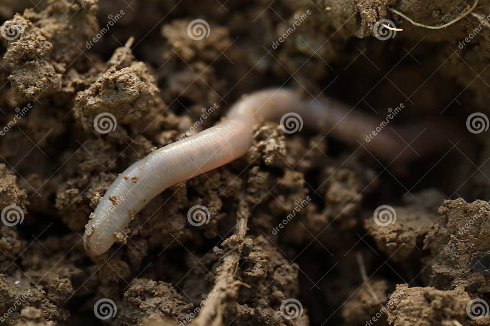 One Worm Crawling in Wet Soil, Closeup Stock Image - Image of ...