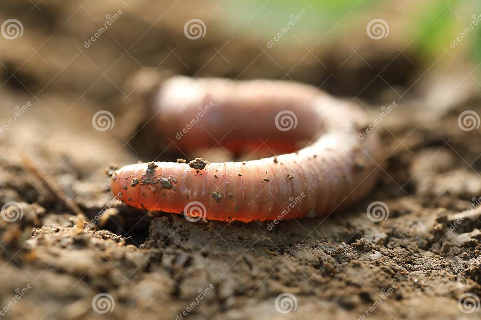 One Worm Crawling in Wet Soil, Closeup Stock Image - Image of rain ...