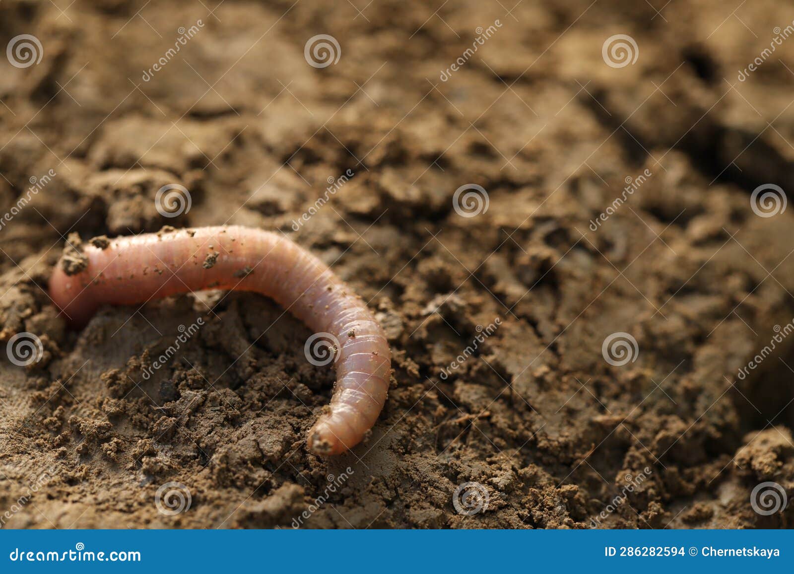 One Worm Crawling in Wet Soil, Closeup. Space for Text Stock Photo ...
