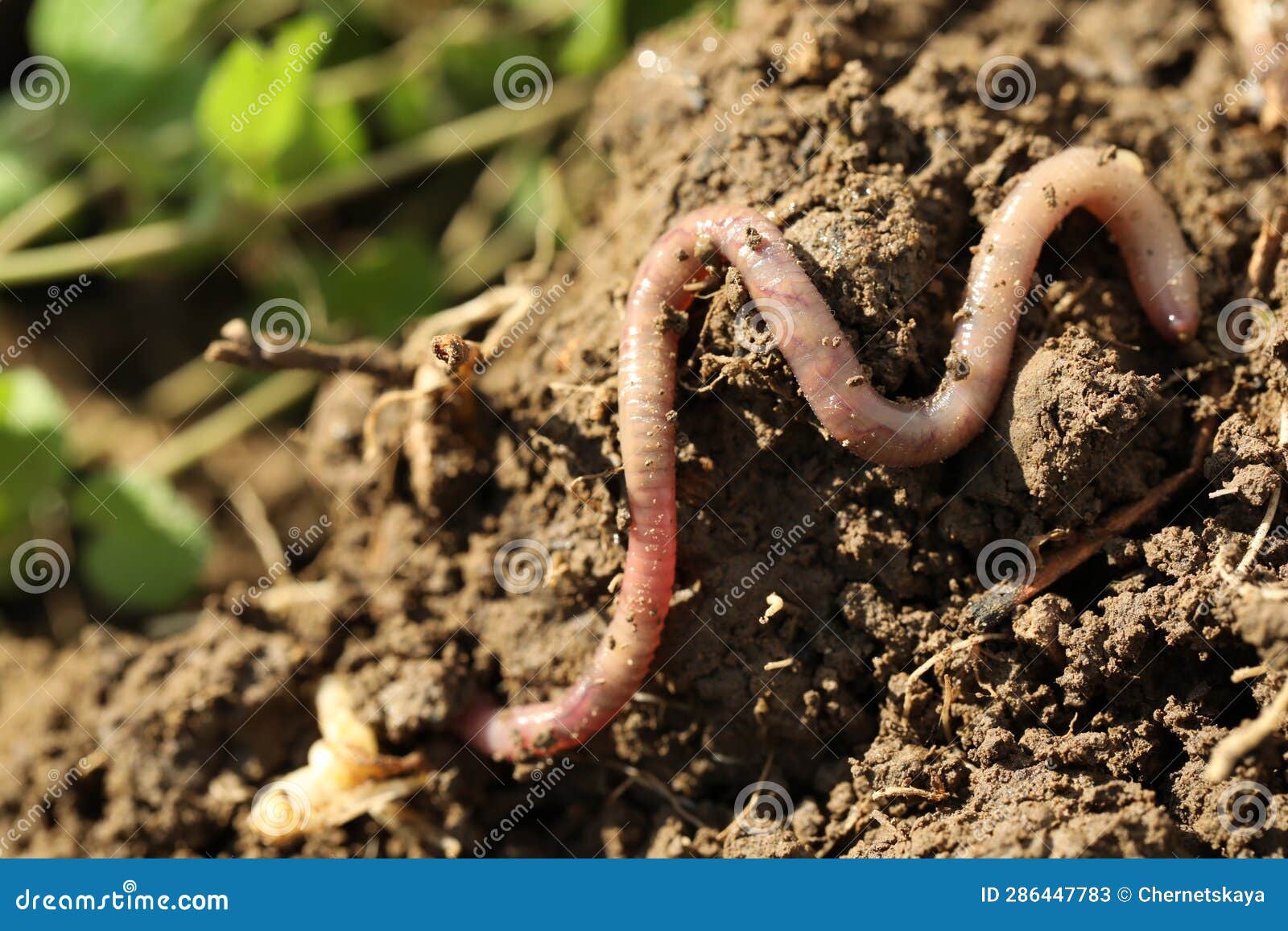 One Worm Crawling in Wet Soil on Sunny Day, Closeup Stock Image - Image ...