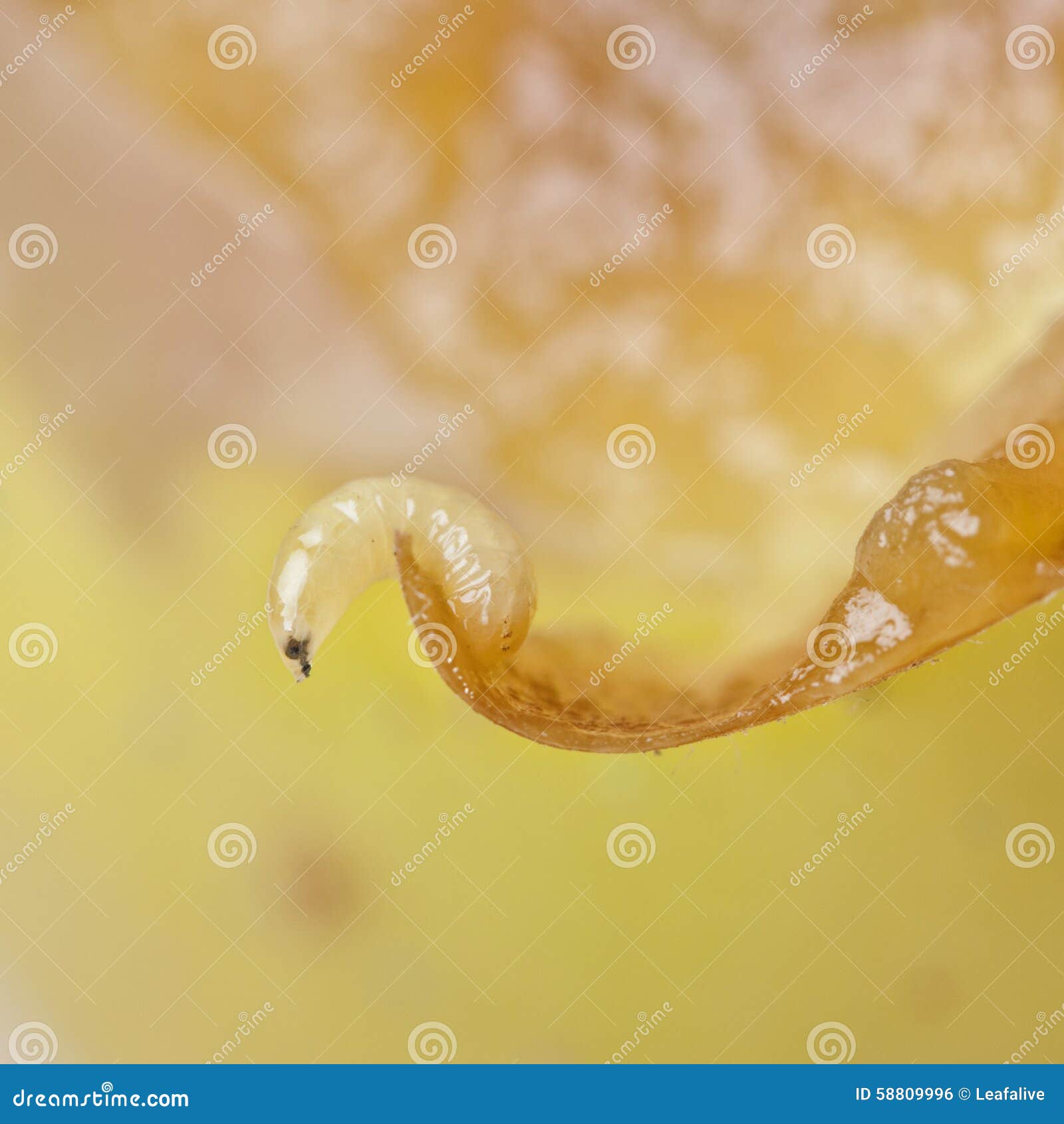 Drosophila Melanogaster Male Fruit Fly On A Green Leaf Stock ...