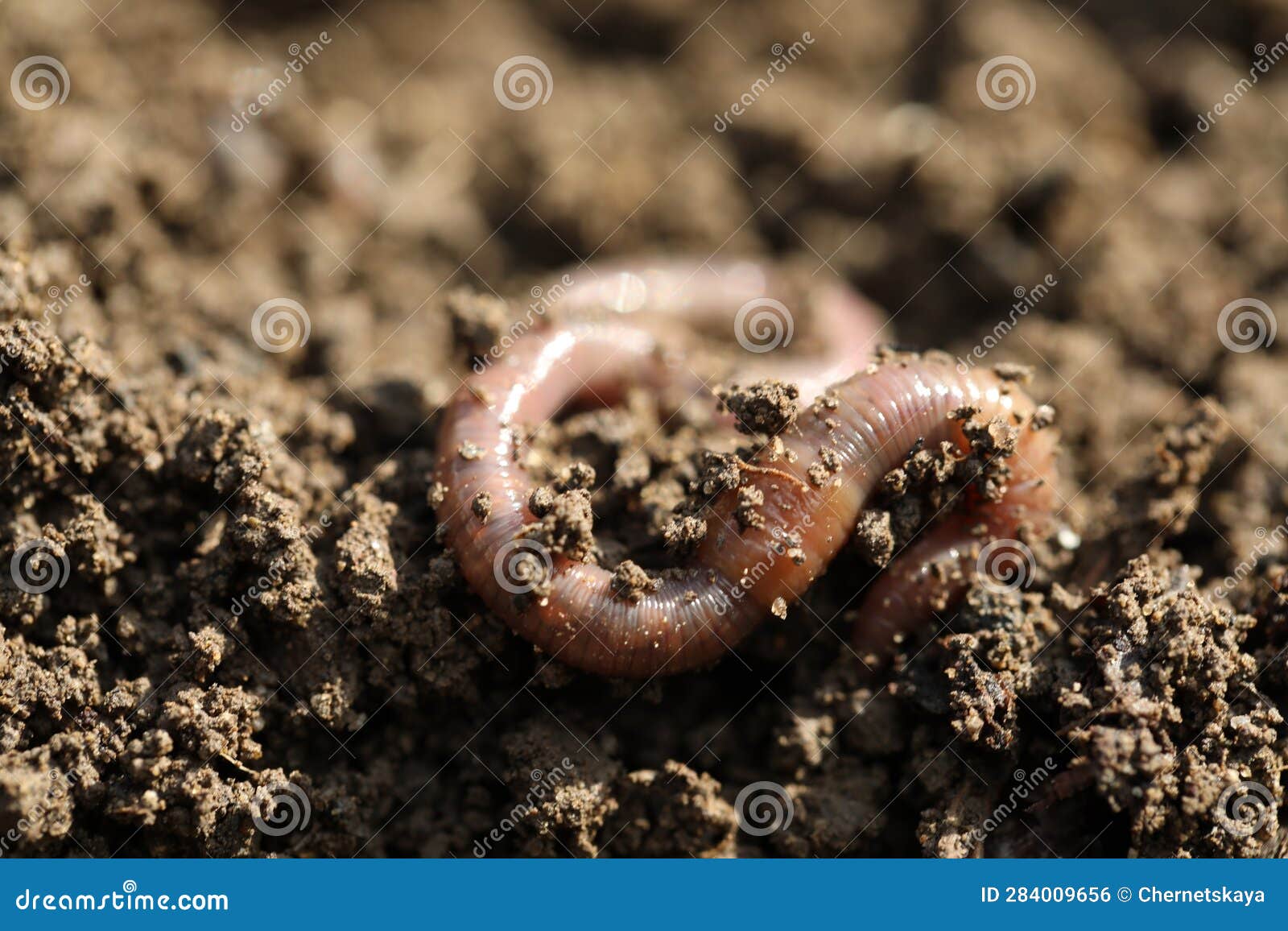One Worm on Wet Soil on Sunny Day, Closeup Stock Photo - Image of ...