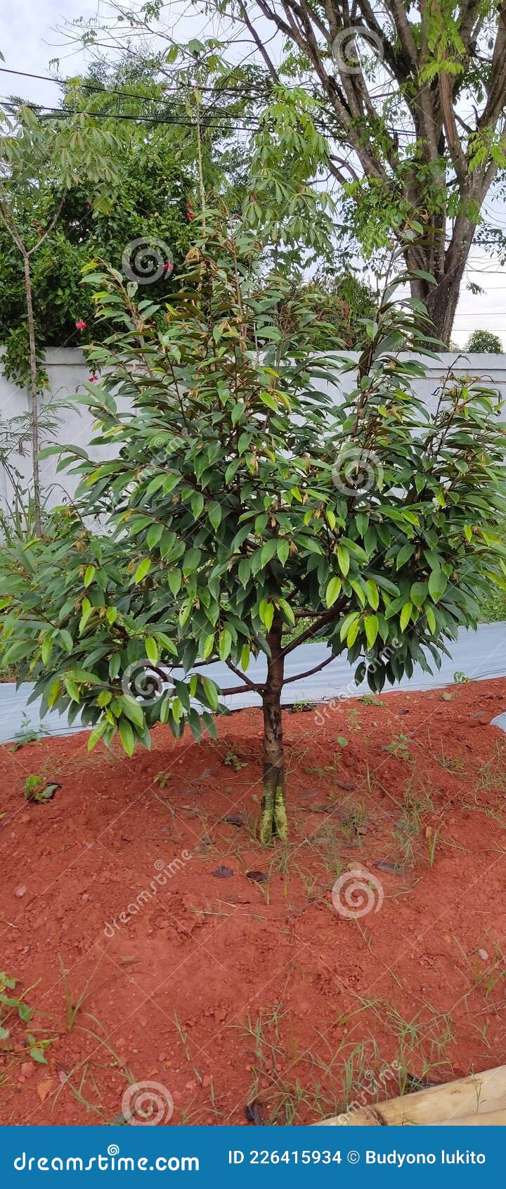 ONE YEAR OLD DURIAN TREE stock photo. Image of durian - 226415934