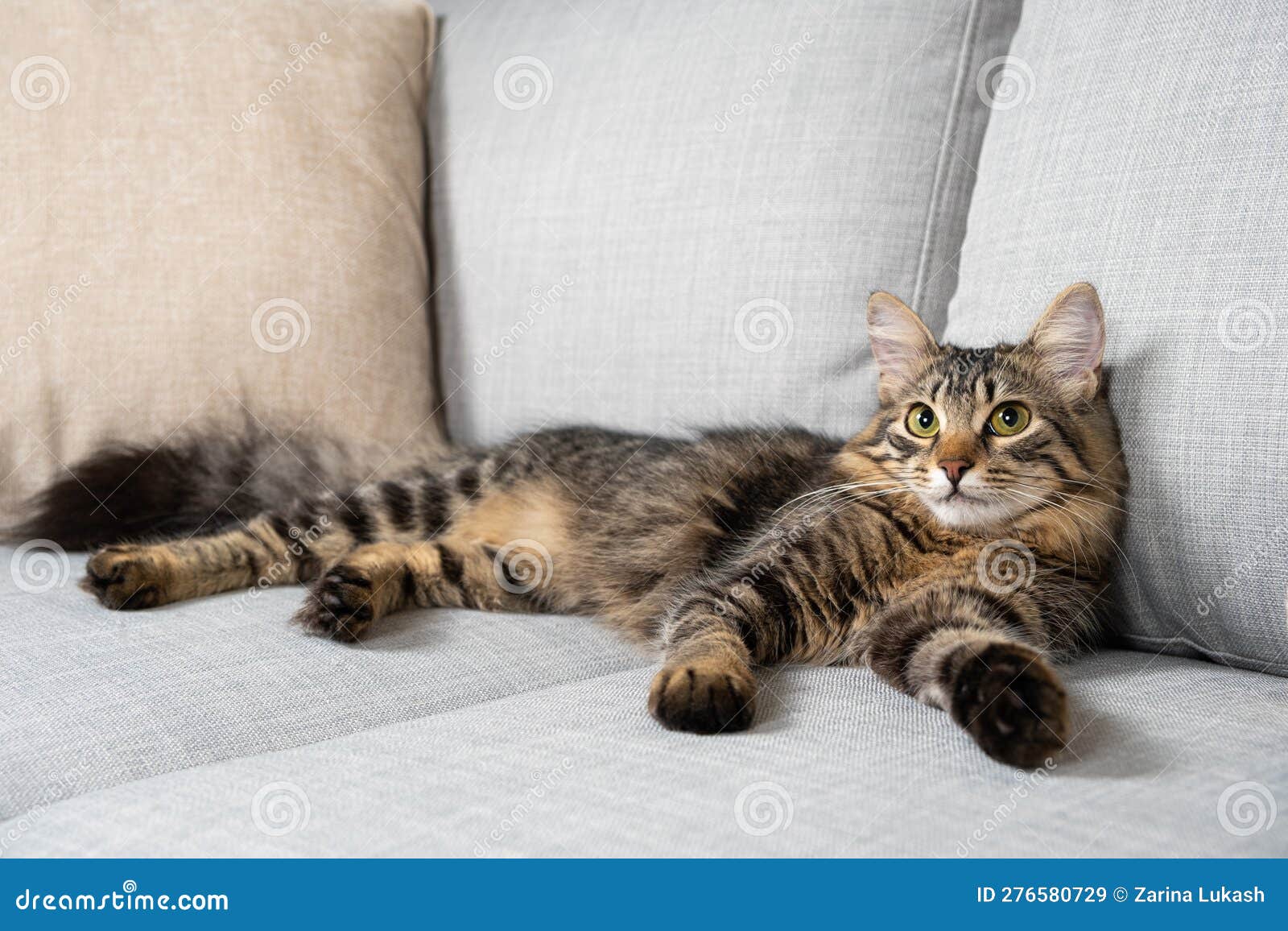 One-year-old Tabby Cat with a Fluffy Tail Lying on a Gray Sofa. Stock ...
