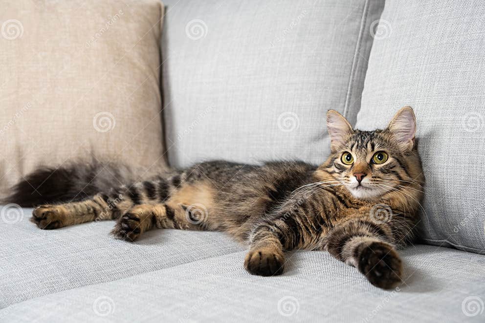 One-year-old Tabby Cat with a Fluffy Tail Lying on a Gray Sofa. Stock ...