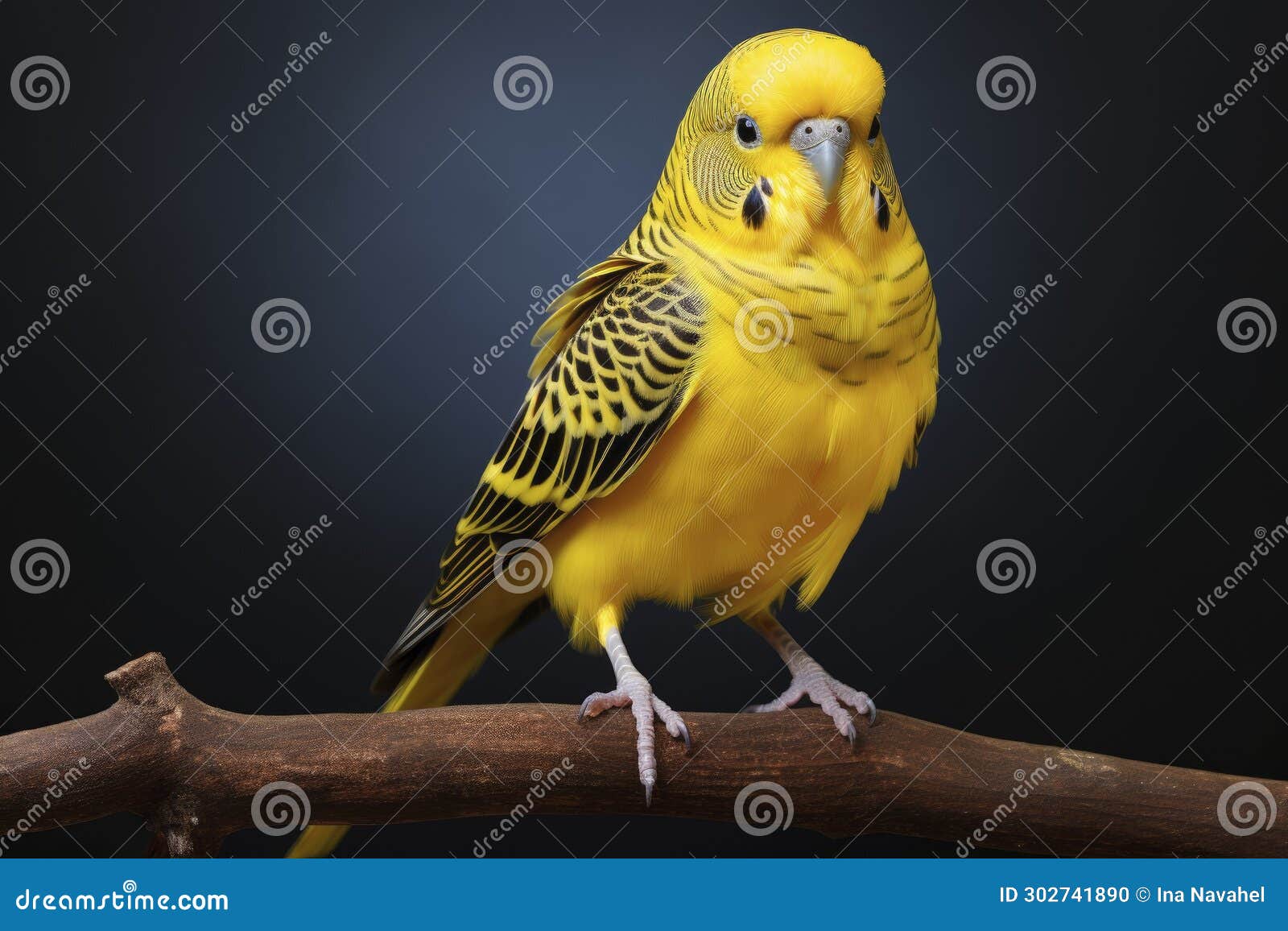 One Yellow Budgerigar on a Branch on White Background Stock Photo ...