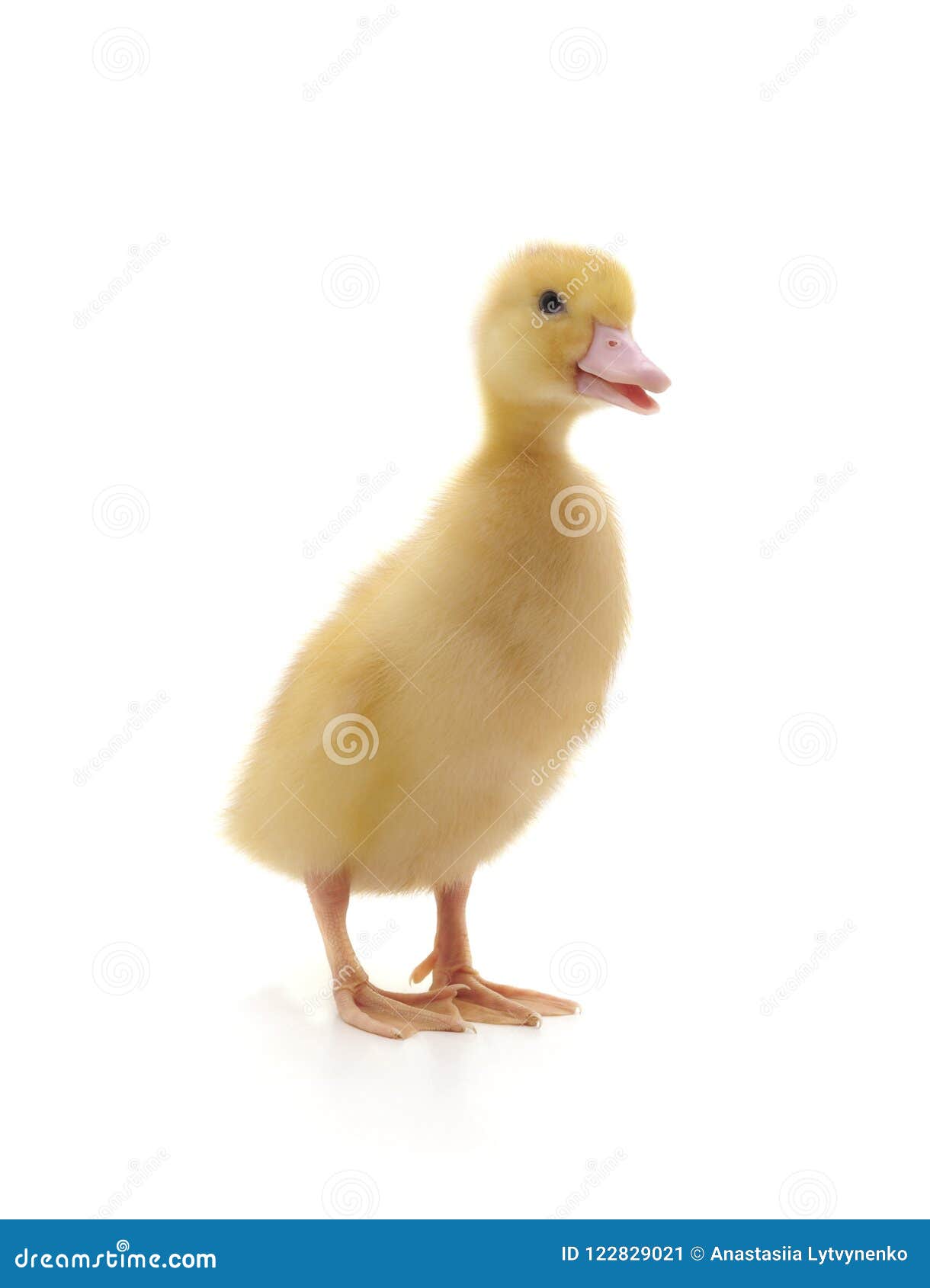 Real Yellow Ducks