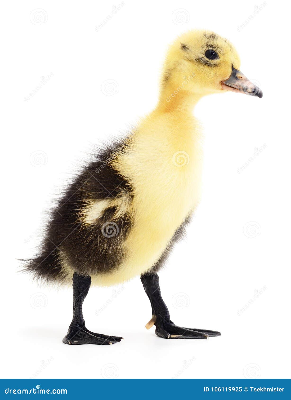 One yellow duckling stock image. Image of poultry, single - 106119925
