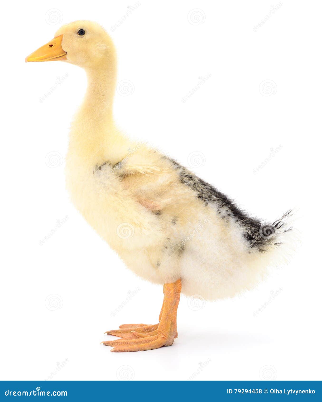 One yellow duckling. stock photo. Image of studio, duck - 79294458