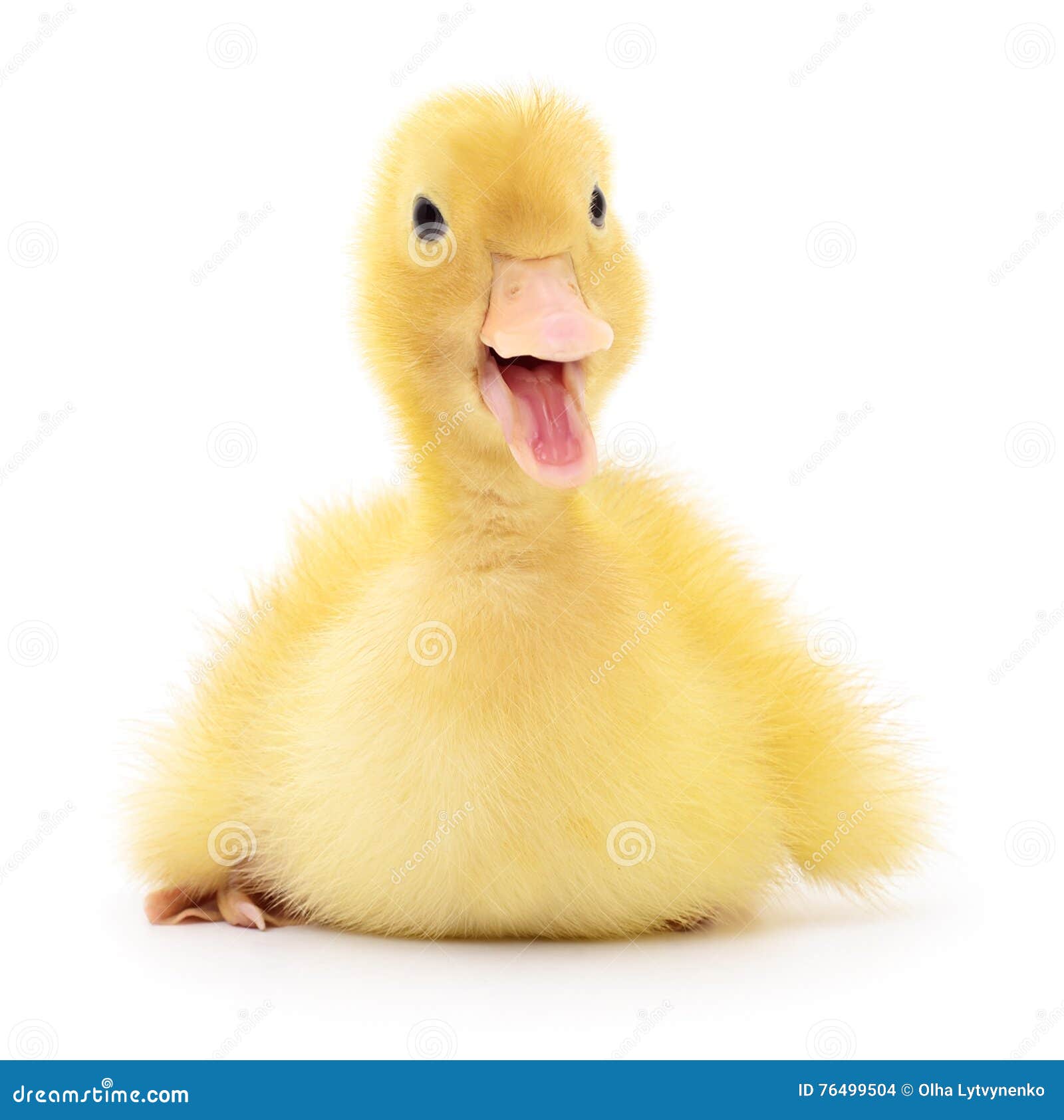 One yellow duckling. stock photo. Image of birds, colored - 76499504